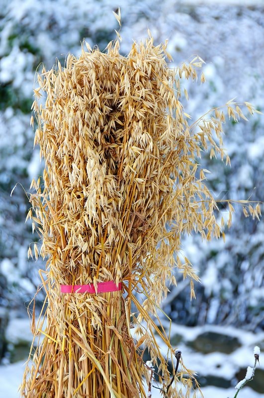 En neg for fugle i en vinterhave | Stock foto | Colourbox