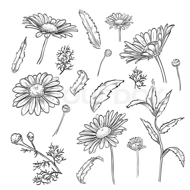 Chamomile Flower Drawing