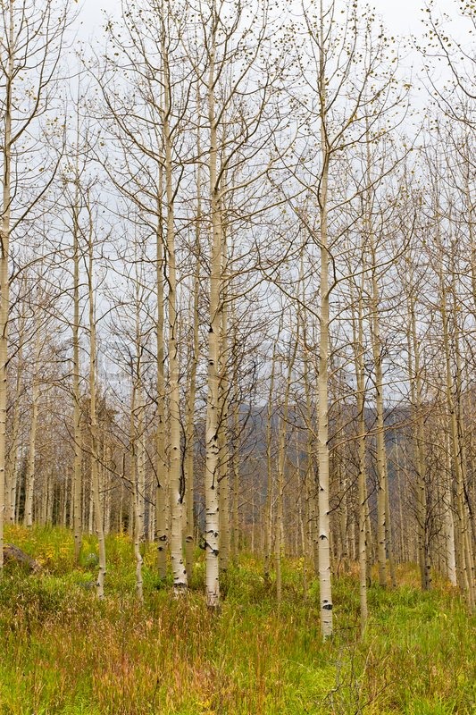 Autumn leafless aspen forest. | Stock image | Colourbox