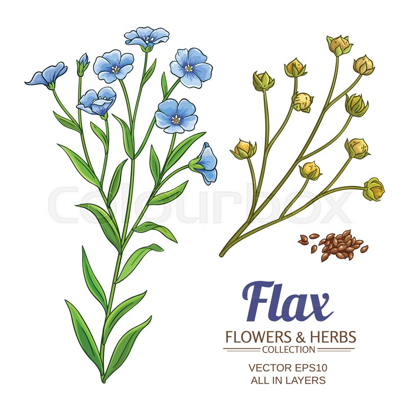 Flax plant vector set on white ... | Stock vector | Colourbox