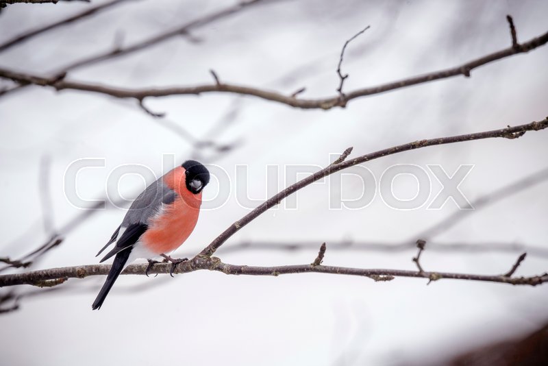 Dompap fugl på en gren om vinteren | Stock foto | Colourbox