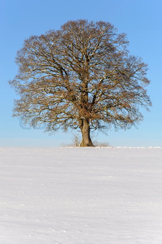 Single big oak tree at winter with ... | Stock image | Colourbox