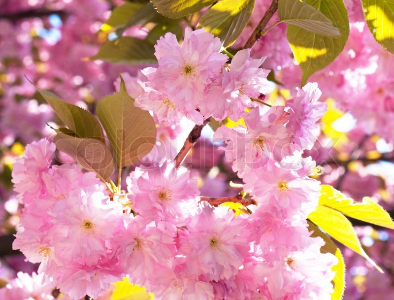 Macro pink japanese cherry twig blossom ... | Stock image | Colourbox