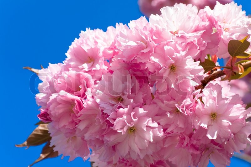 Macro rosa japanische Kirsche Zweig ... | Stock Bild | Colourbox