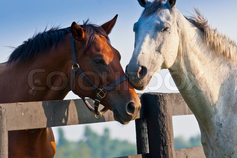 Two loving horses at horse farm split ... | Stock image | Colourbox