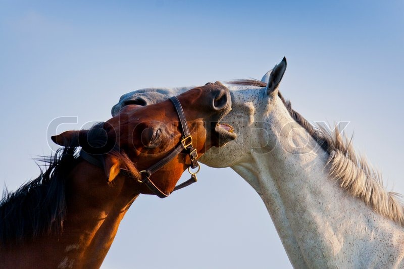 Two loving horses at horse farm split ... | Stock image | Colourbox