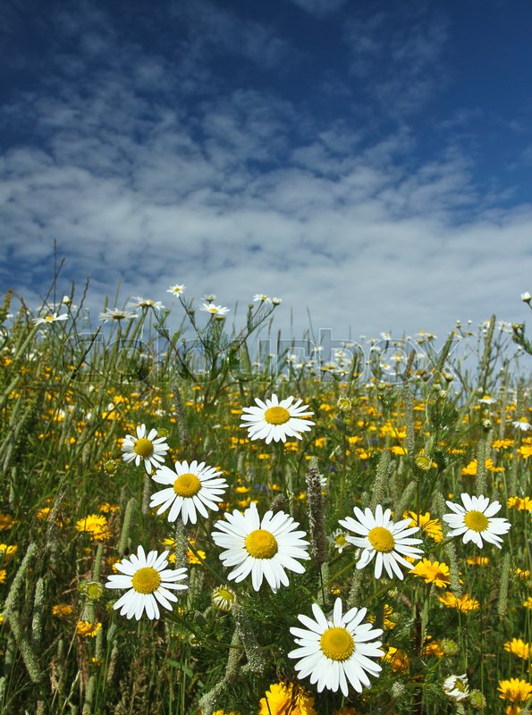 Field Of White Daisies