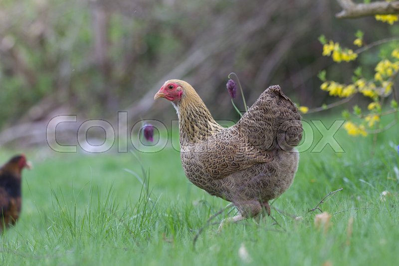 Chicken in Denmark seaching for food in ... | Stock image | Colourbox
