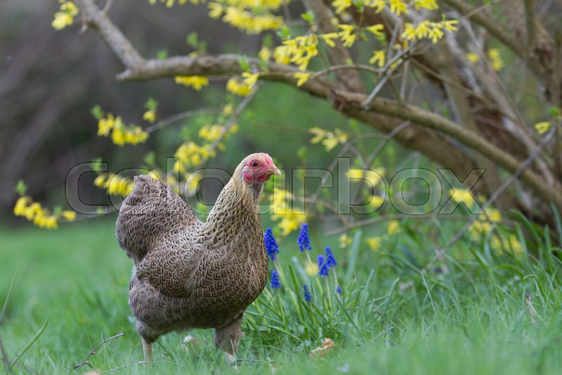 Chicken in Denmark seaching for food in ... | Stock image | Colourbox