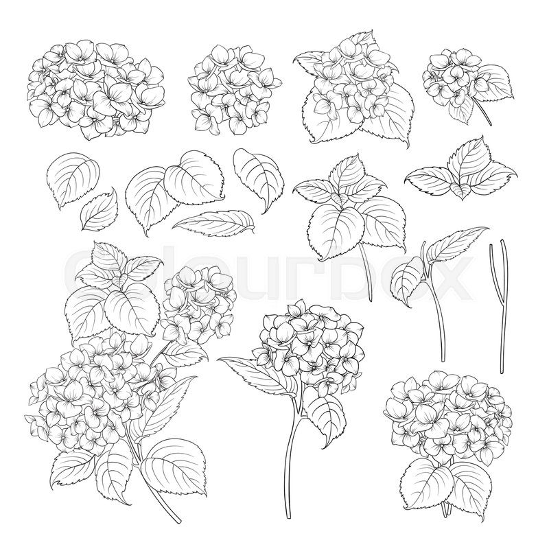 Hydrangea Drawing Vector