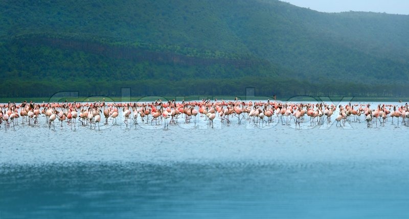 Flocks of flamingo. Africa. Kenya. Lake ... | Stock image | Colourbox