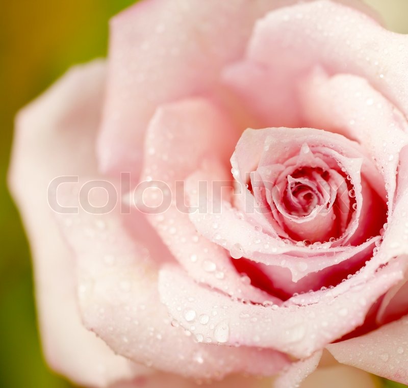Beautiful fresh pink rose with morning ... | Stock Photo | Colourbox