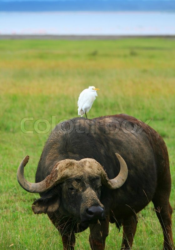 Wild Buffalo and Bird | Stock image | Colourbox