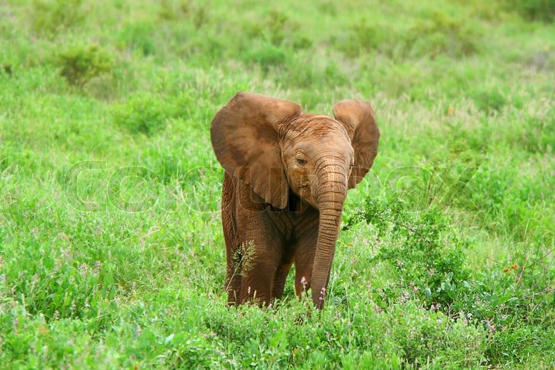 Baby Elephant in the wild | Stock image | Colourbox