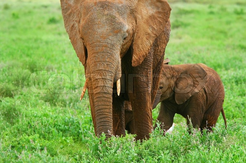Elephants in the wild | Stock Photo | Colourbox