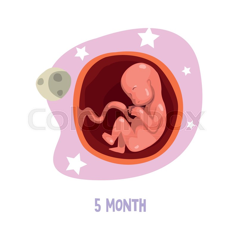 Illustration of fifth 5th month of ... | Stock vector | Colourbox