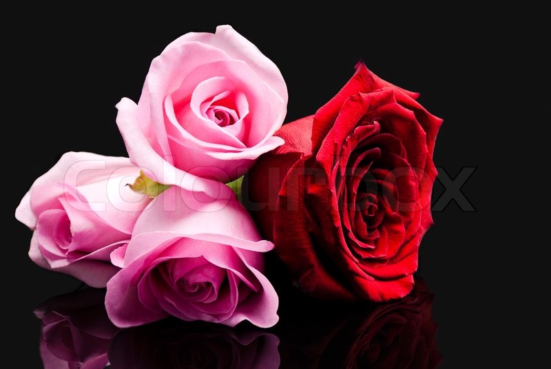 Pink and red roses on black surface ... | Stock image | Colourbox