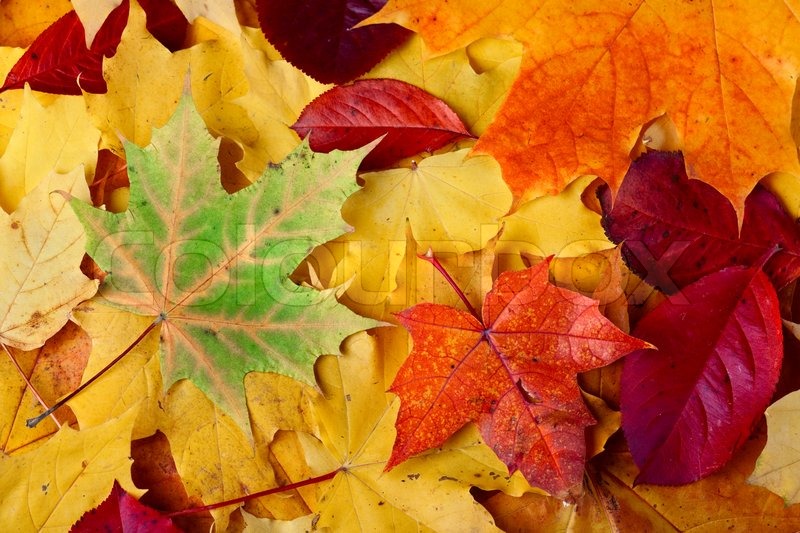 Bunte Blätter im Herbst auf dem Boden liegend | Stockfoto | Colourbox