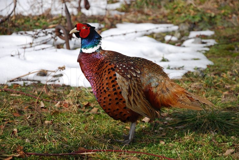 Common pheasant in winter snow | Stock image | Colourbox