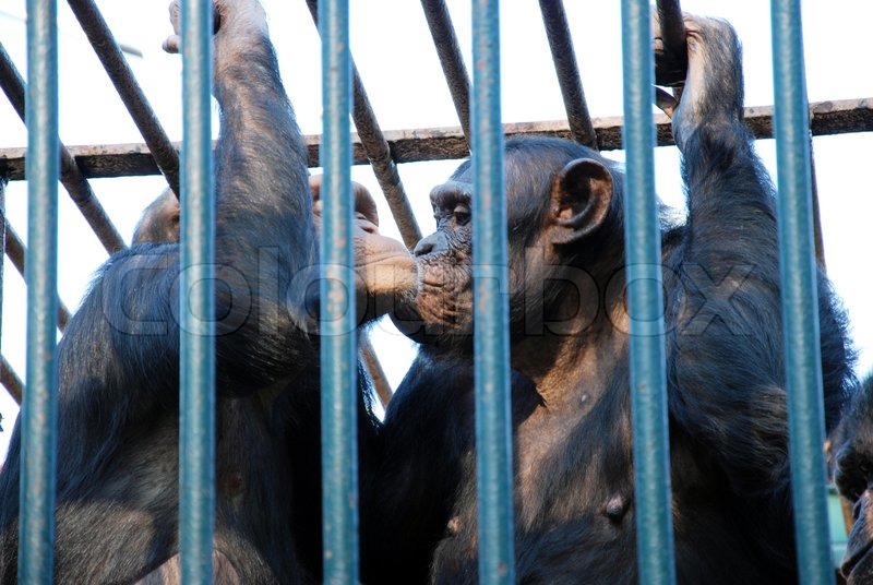 Chimpanzee monkey behind the bars | Stock Photo | Colourbox