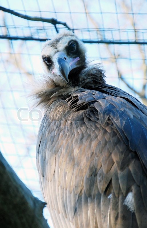 Calm aasvogel watching for prey | Stock image | Colourbox