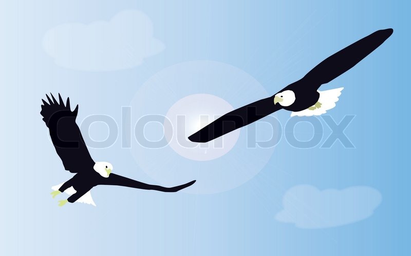 Two white tailed eagles are fighting ... | Stock vector | Colourbox