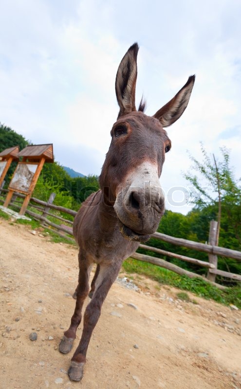 Wide angle shot of donkey on the ... | Stock Photo | Colourbox