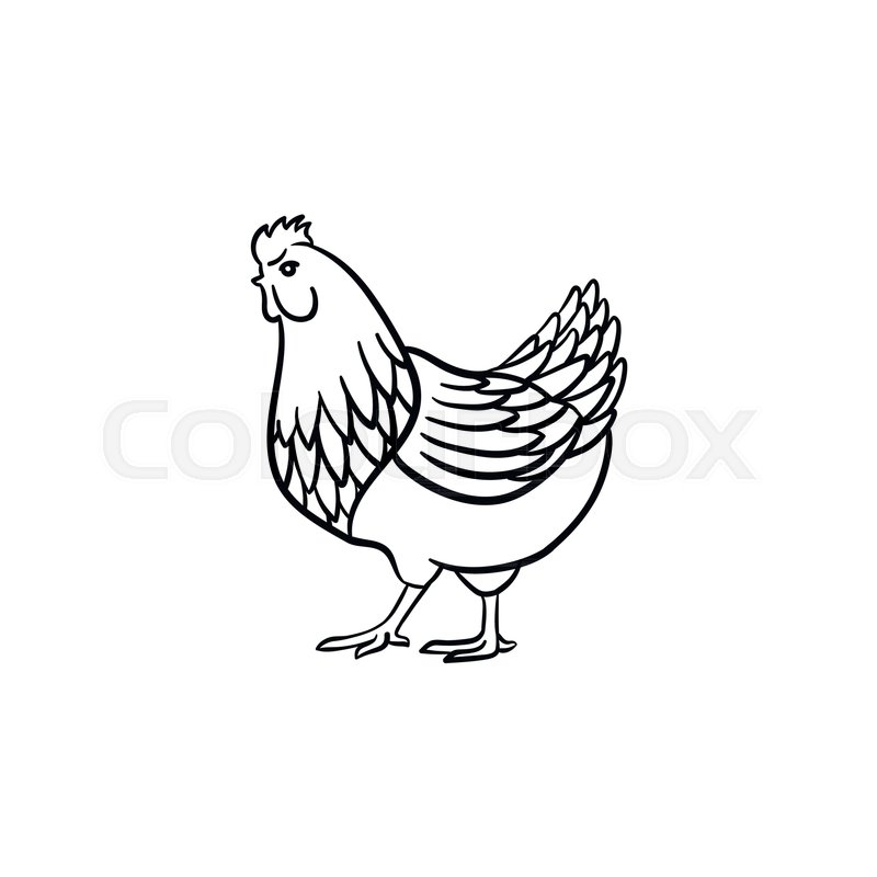 Chicken hand drawn outline doodle ... | Stock vector | Colourbox