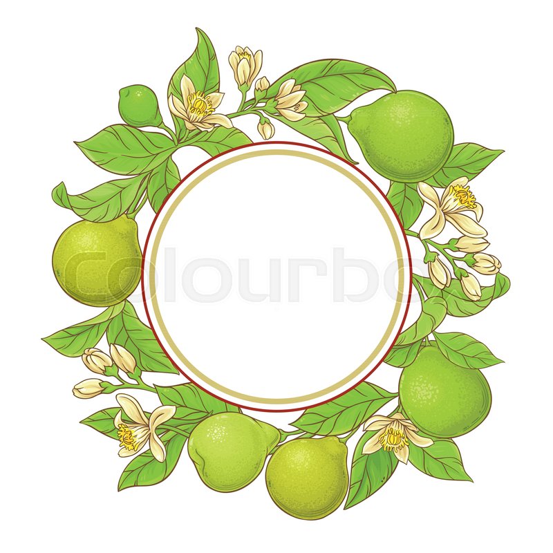 Bergamot branches vector frame on ... | Stock vector | Colourbox
