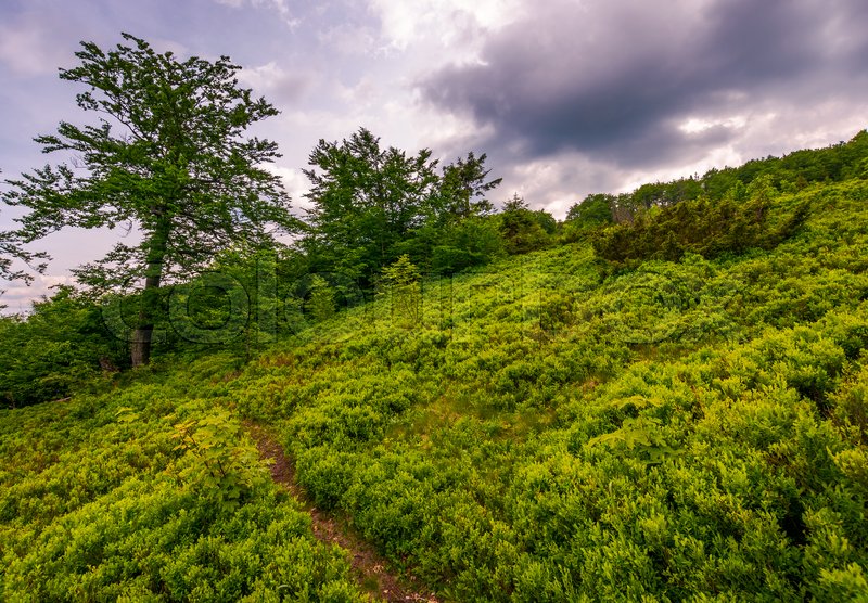 Path uphill the grassy hillside in to ... | Stock image | Colourbox