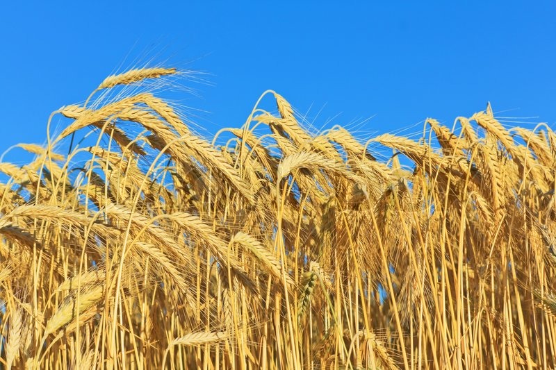 Goldene Weizen | Stockfoto | Colourbox