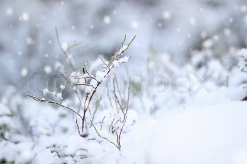 Første sne indtryk , smukke vinter ... | Stock foto | Colourbox