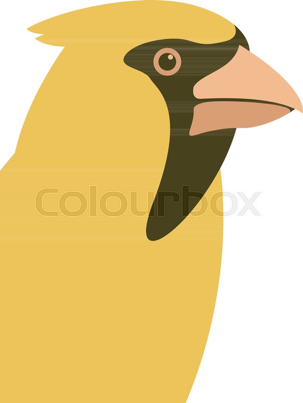 Cardinal Head Vector