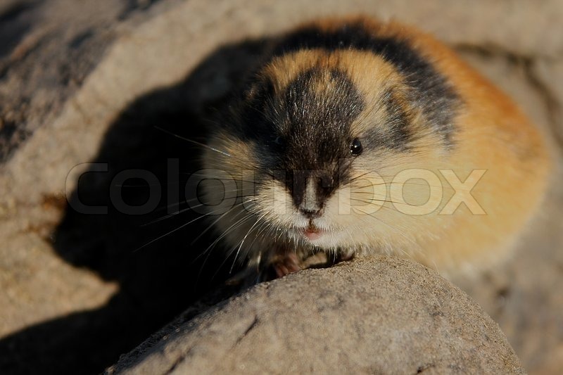 Norway lemming - a tough little fellow | Stock image | Colourbox
