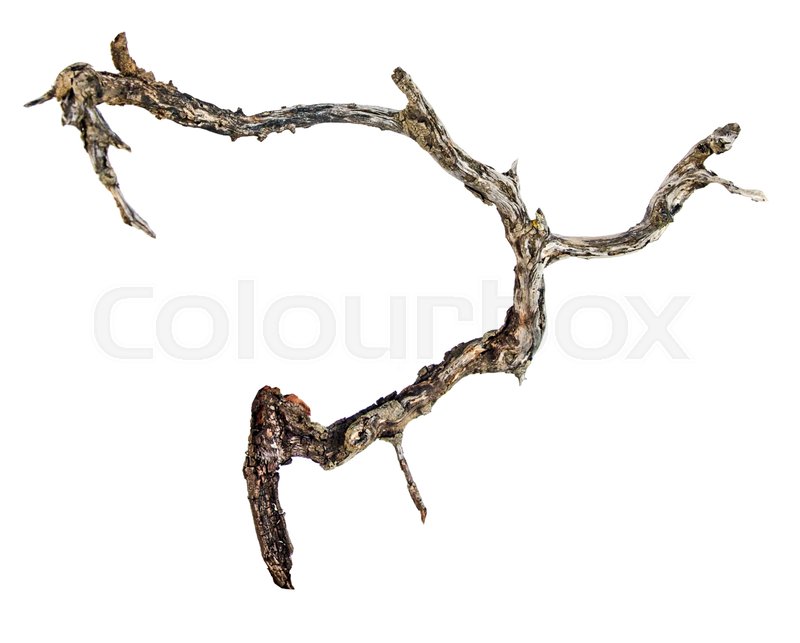 Close up of dry branch | Stock image | Colourbox