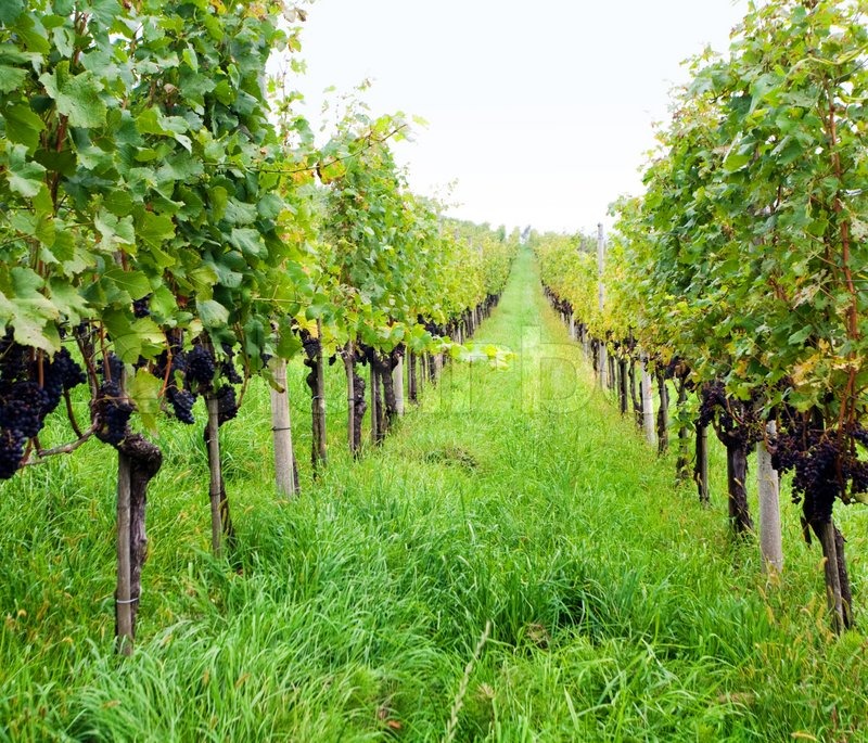 An image of a green vineyard and grass | Stock image | Colourbox
