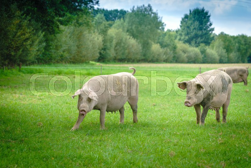 Pig farm. pigs in field. Healthy pig on ... | Stock image | Colourbox