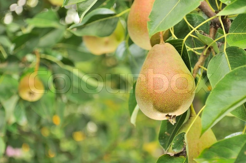 Pears Growing on Pear Tree | Stock image | Colourbox