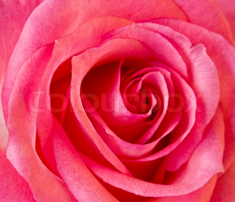 Macro of fresh pink rose open bud | Stock image | Colourbox