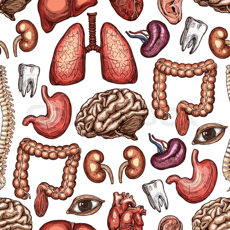 Anatomy seamless pattern background ... | Stock vector | Colourbox