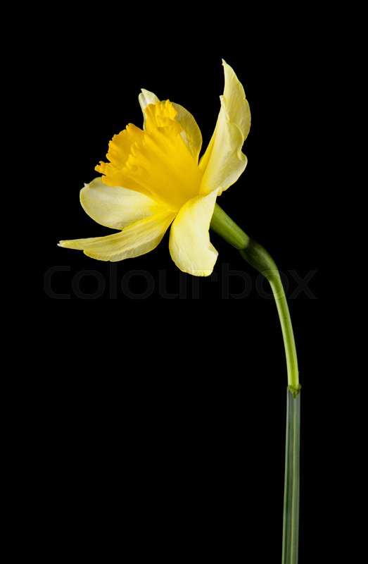 Flowers of daffodils on a black ... | Stock image | Colourbox