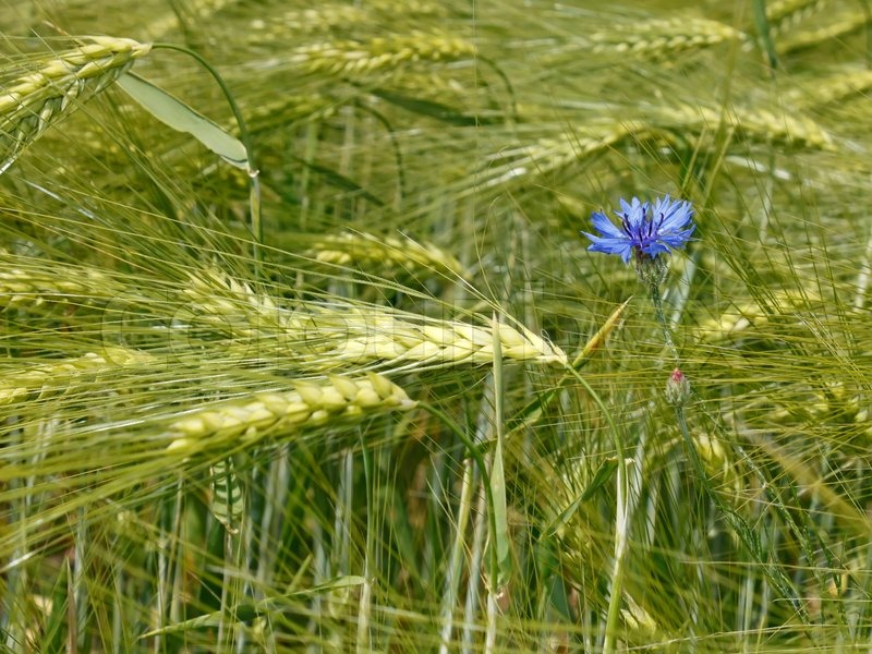 Cornflower flower among green barley ... | Stock image | Colourbox