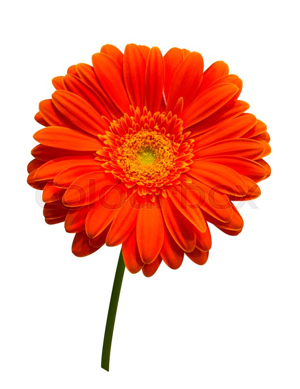 Orange gerbera isolated on white ... | Stock image | Colourbox