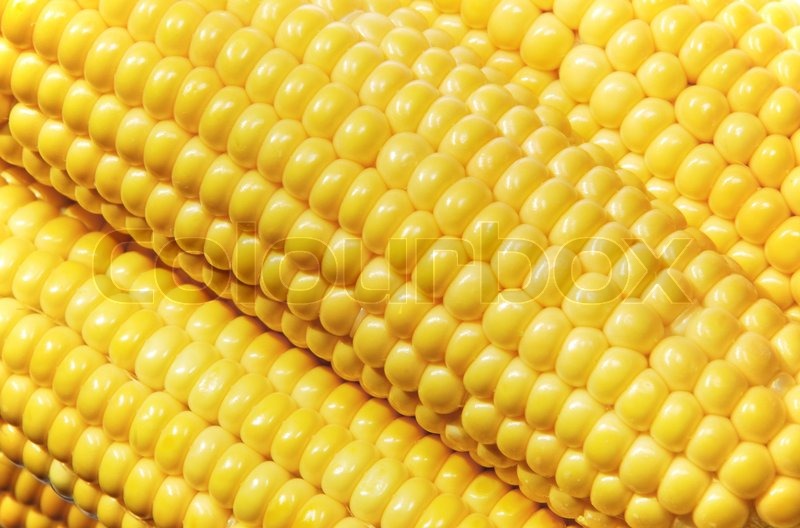 Close-up of yellow maize grain | Stock image | Colourbox