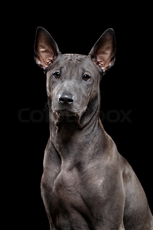 Beautiful black thai ridgeback puppy ... | Stock image | Colourbox