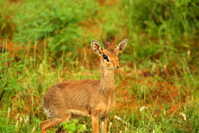 Dik Dik in the wild. Africa. Kenya. ... | Stock image | Colourbox