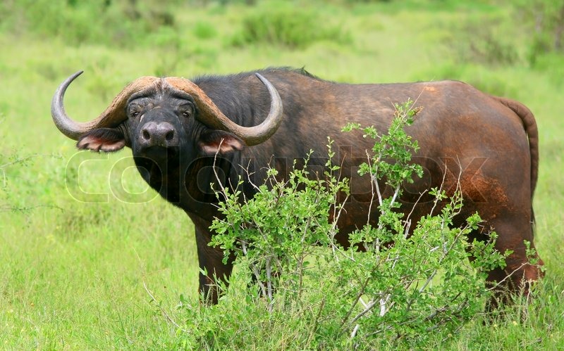 Maasai Bull