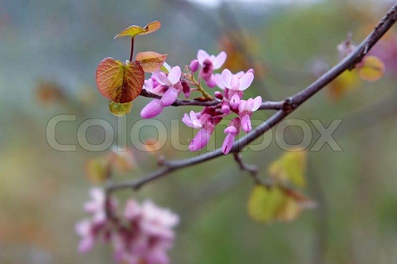 Branch of a flowering tree with pink ... | Stock image | Colourbox