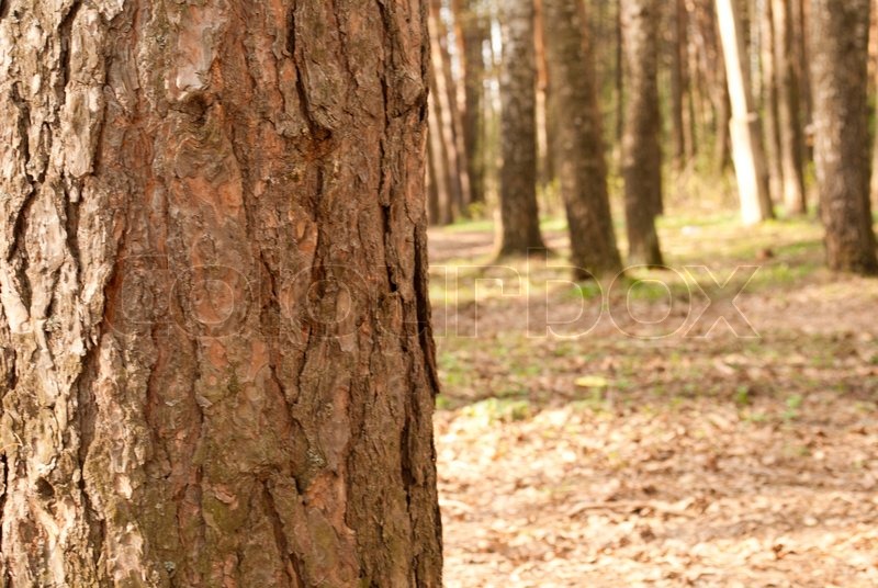 Pine tree close-up and other trees at background | Stock Photo | Colourbox