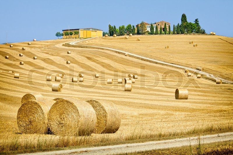 Beautiful golden hay bales on the field ... | Stock image | Colourbox